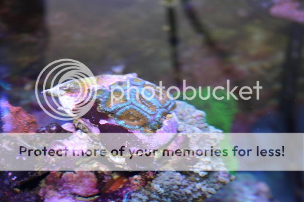 Aussie Acans- From colonies to frags | Reef2Reef