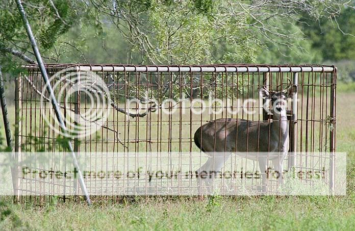 need a new deer trap? | New Jersey Hunters